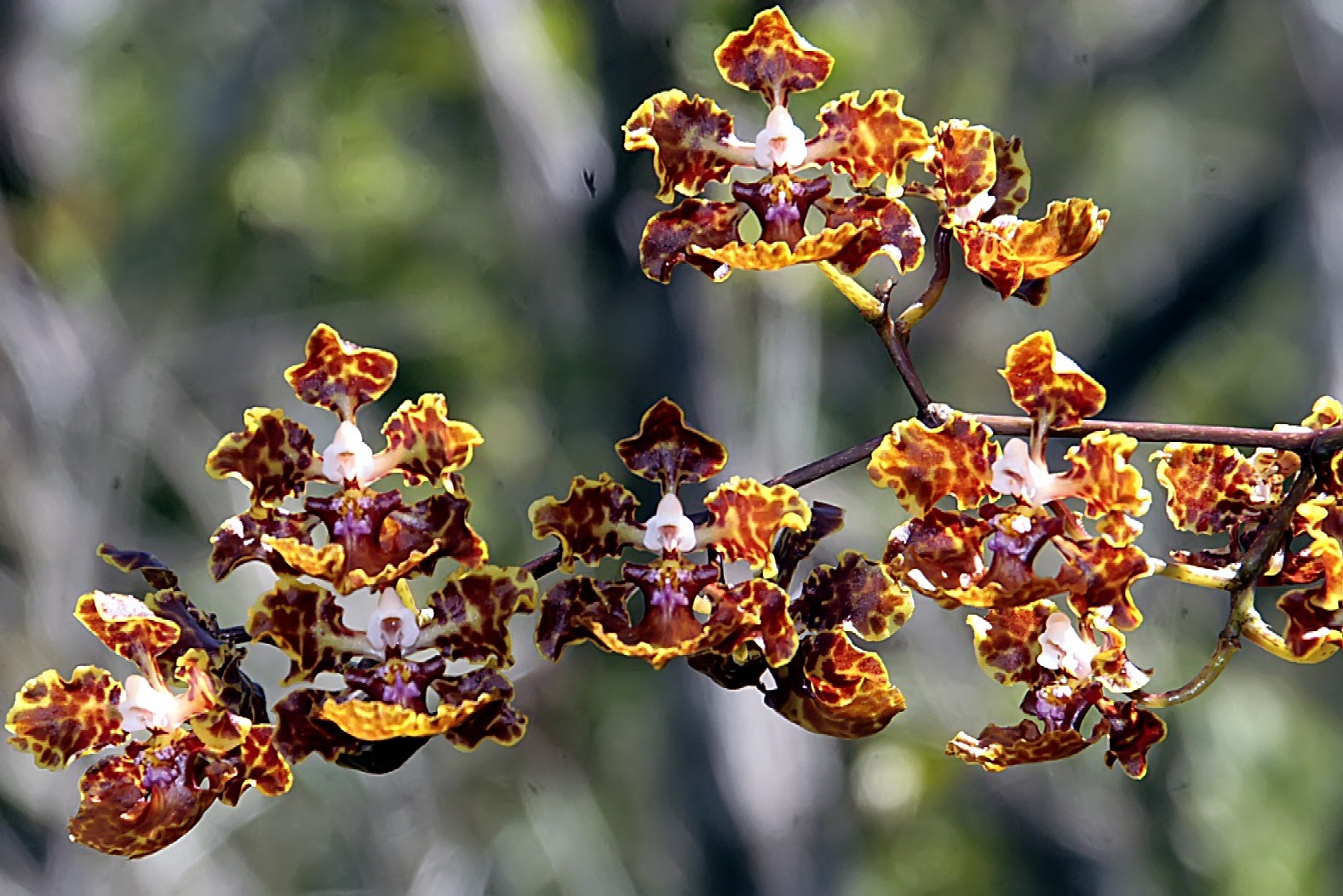 Trichocentrum undulatum - PictureThis