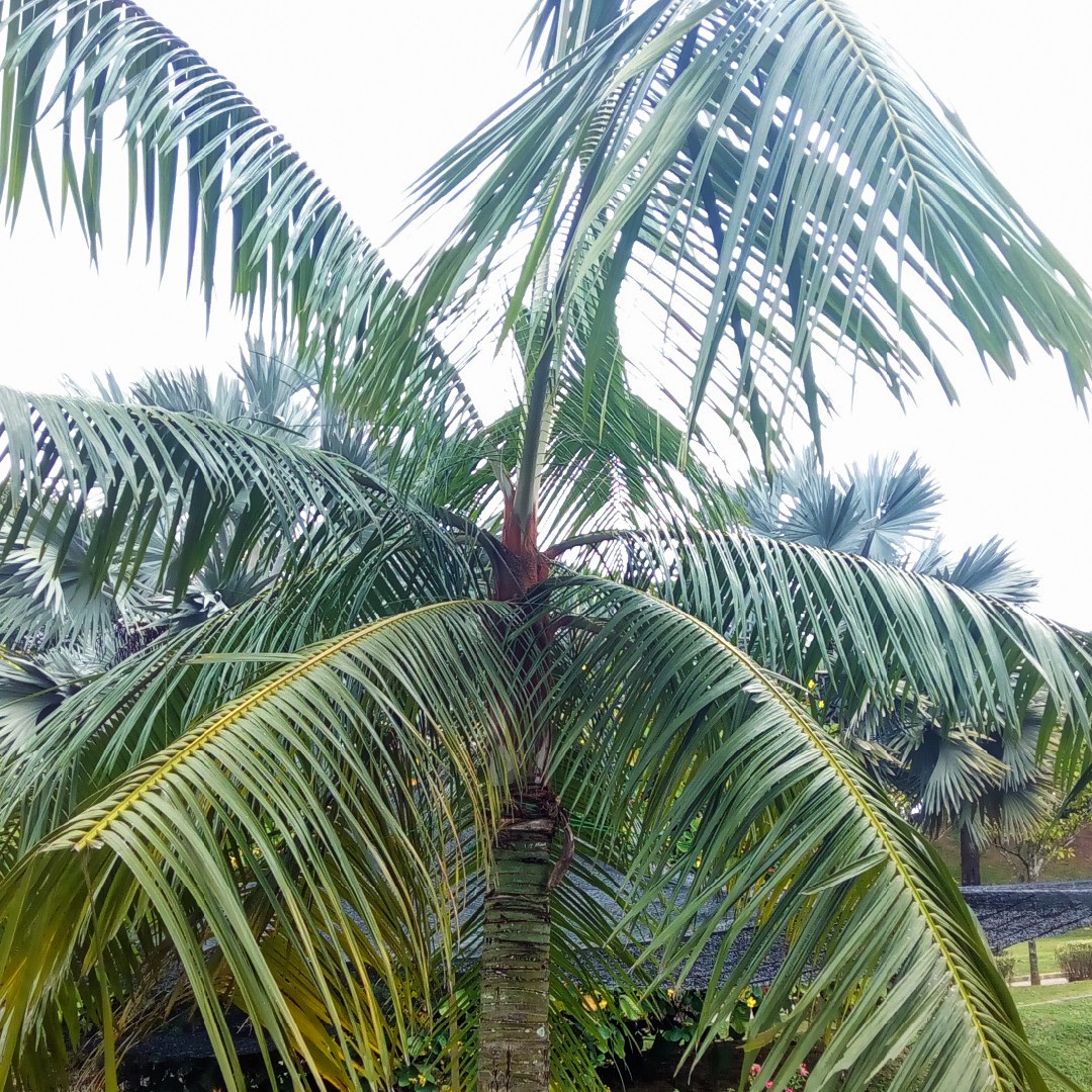 Forstersche Kentia (Howea forsteriana) - PictureThis