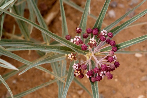 Lechosilla (Asclepias brachystephana) - PictureThis