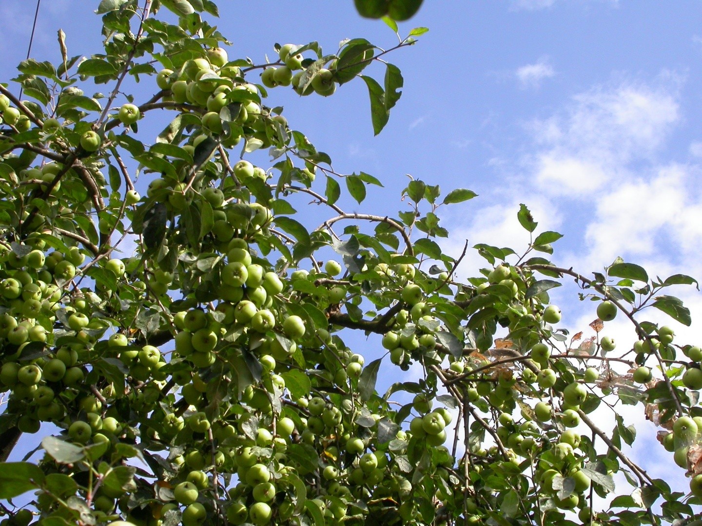 Malus asiatica (Malus asiatica) - PictureThis