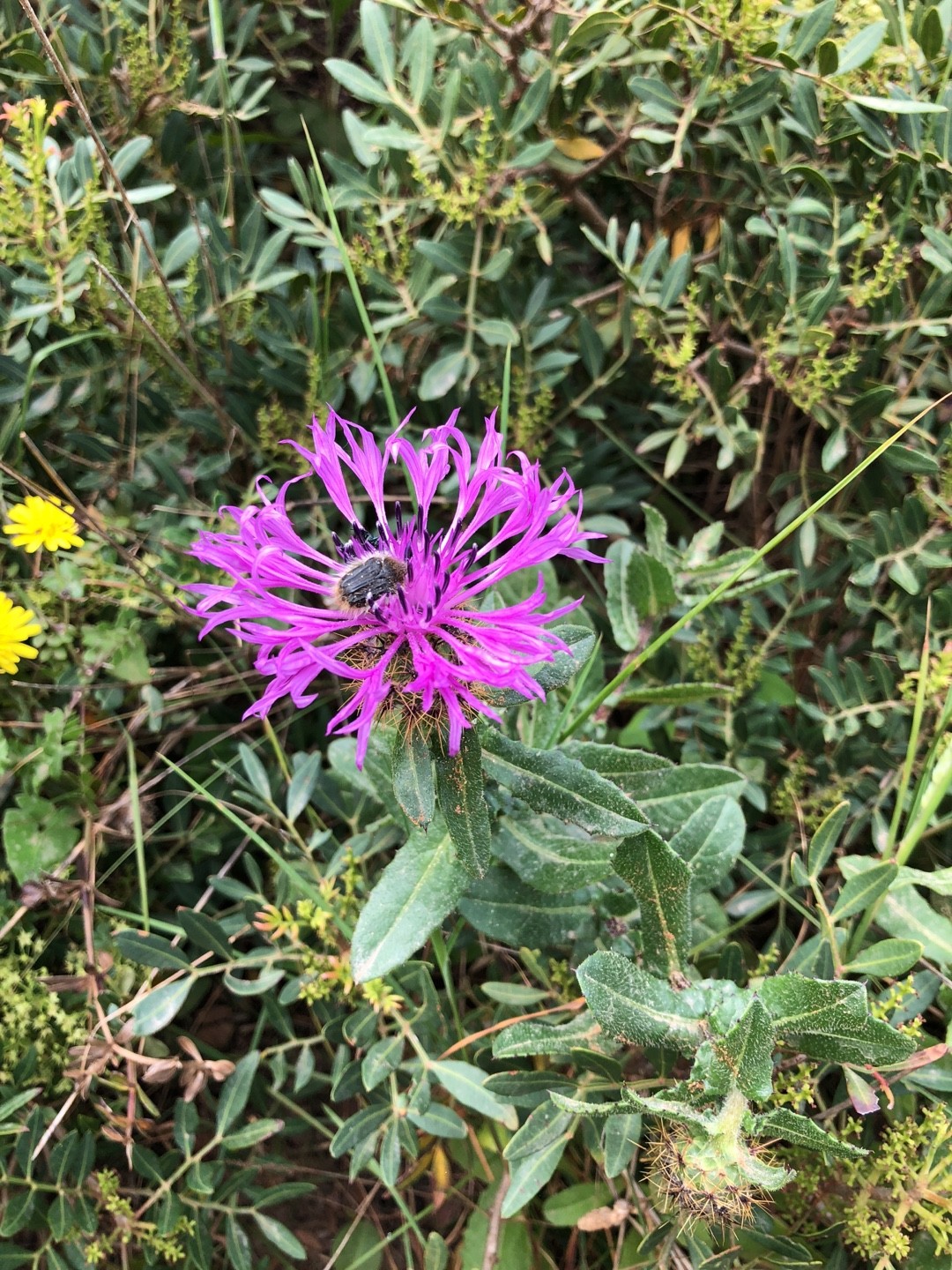 Centaurea uniflora - PictureThis