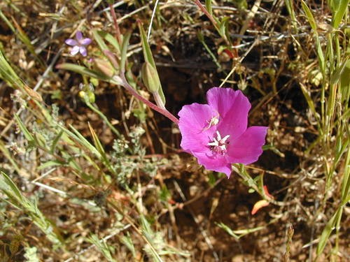 Clarkia gracilis - PictureThis