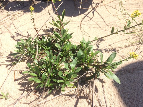 Solidago simplex - PictureThis