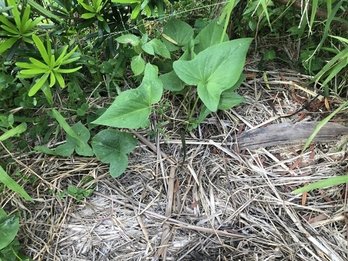 Typhonium - PictureThis