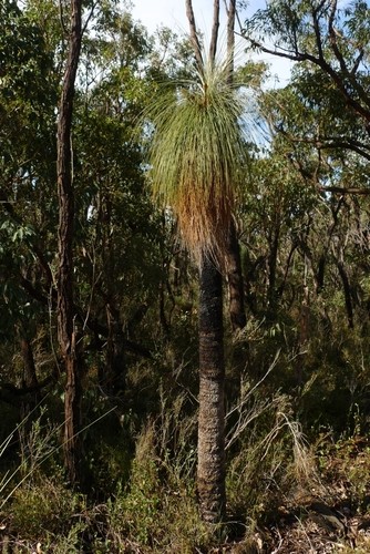 Kingia - PictureThis