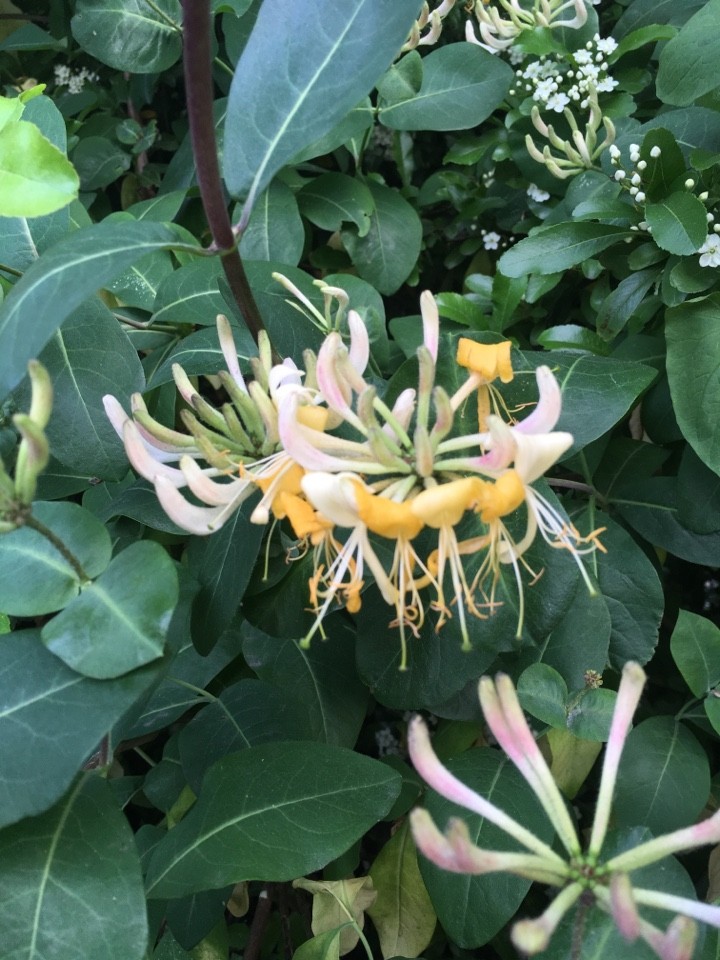 Lonicera periclymenum 'Sweet Sue' (Lonicera periclymenum 'Sweet Sue ...