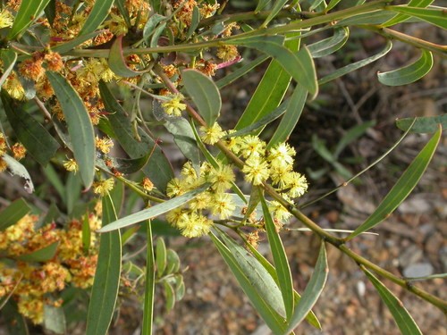 Acacia rubida - PictureThis