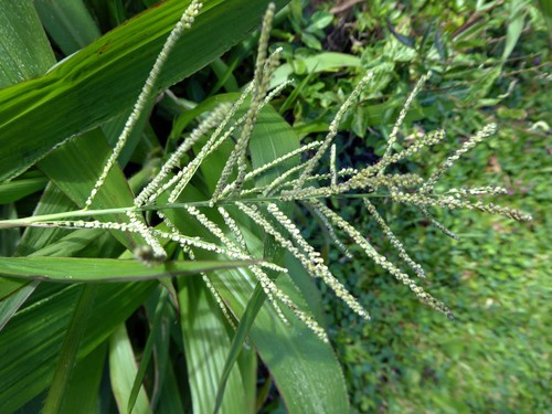 Arrocillo (Paspalum paniculatum) - PictureThis