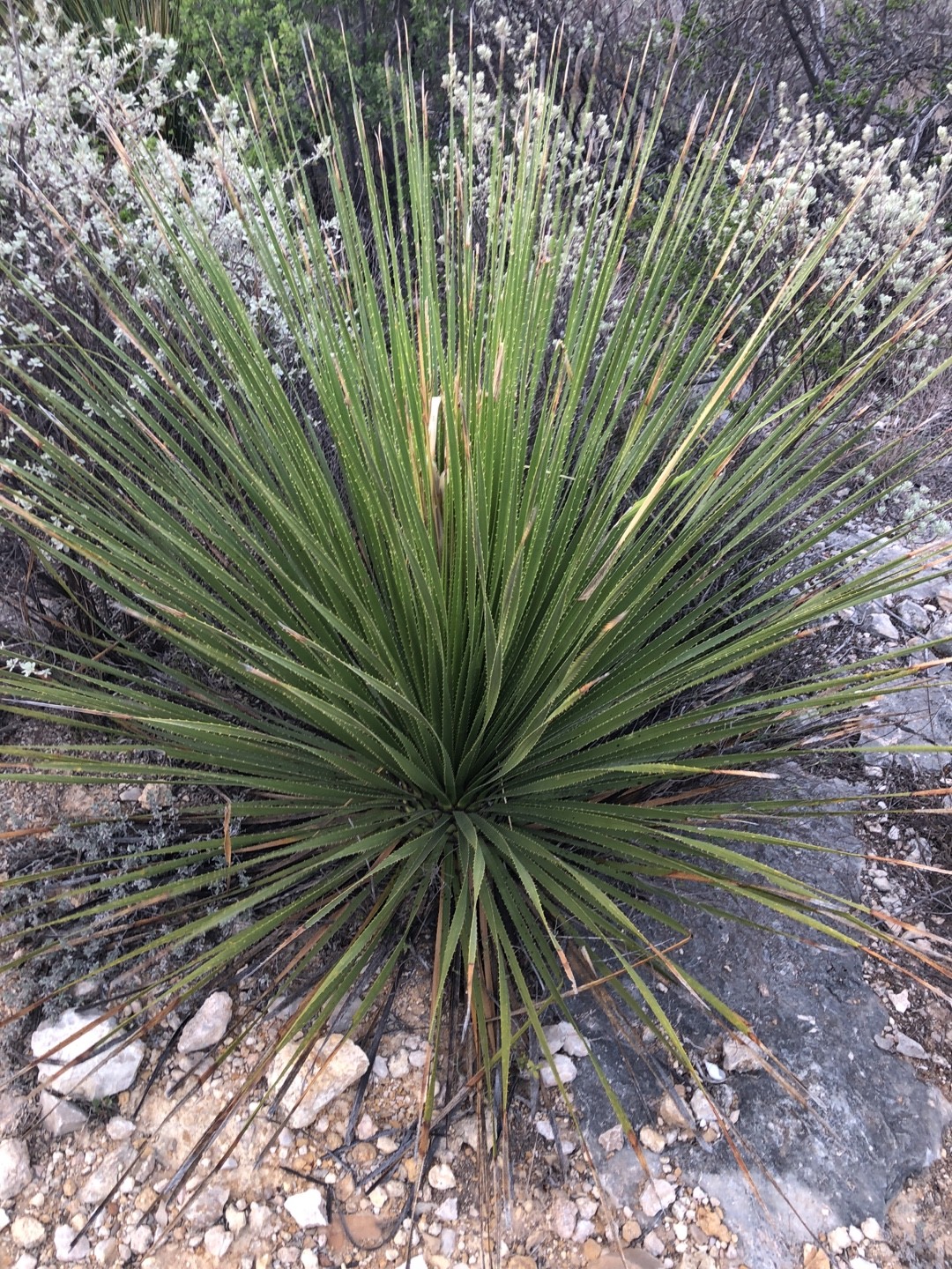 Dasylirion texanum - PictureThis