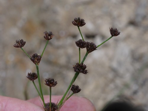 Juncus planifolius - PictureThis