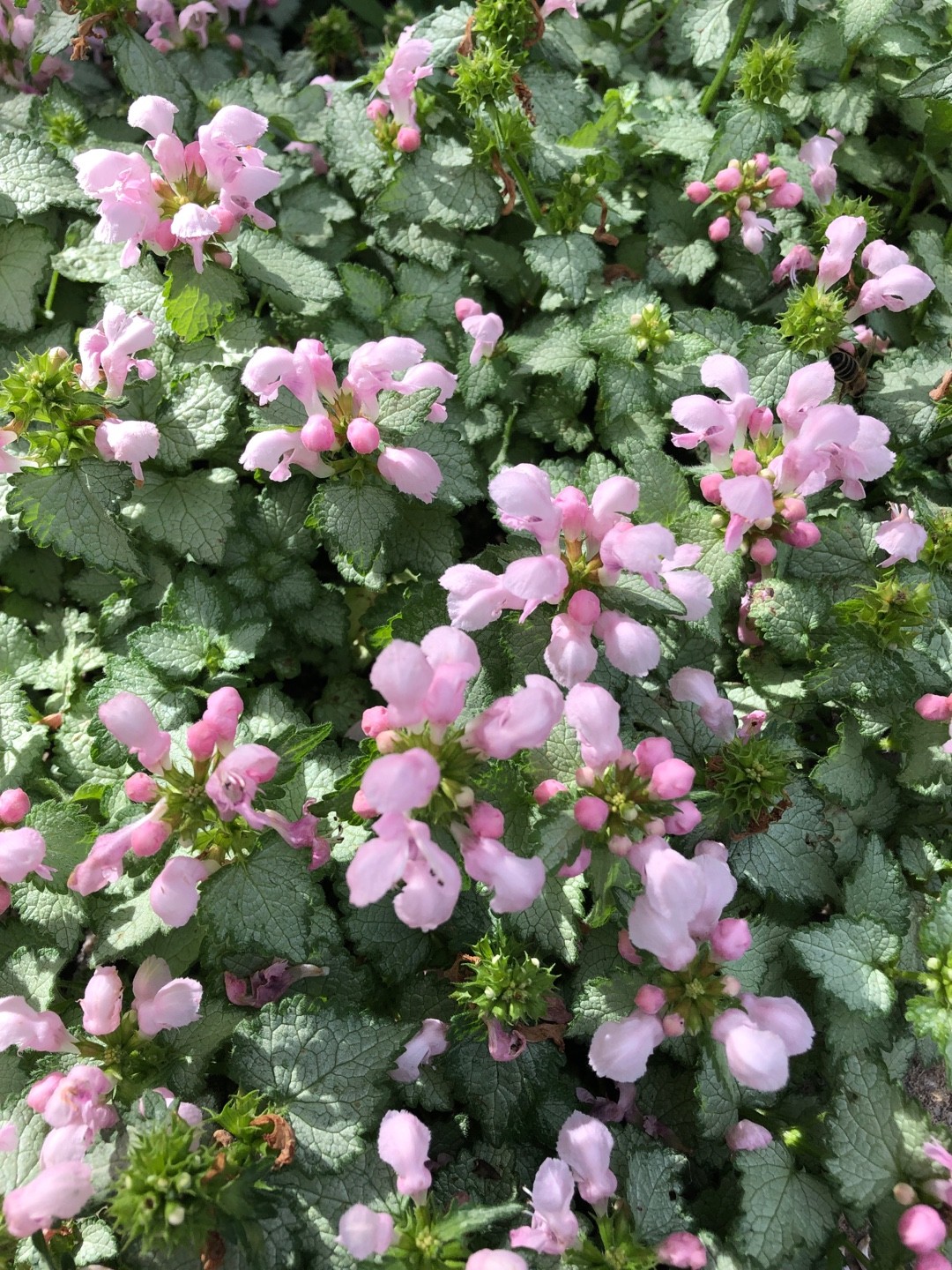 Lamium maculatum 'Pink Pewter' - PictureThis