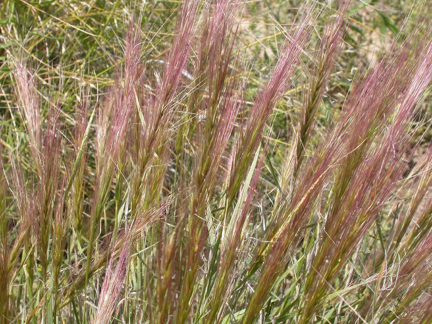 Elymus elymoides - PictureThis