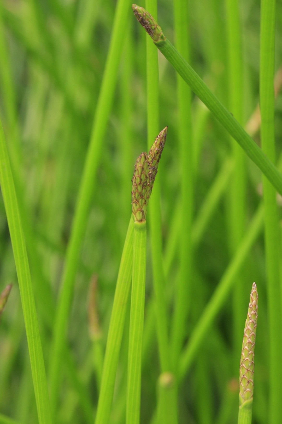 Eleocharis dulcis - PictureThis