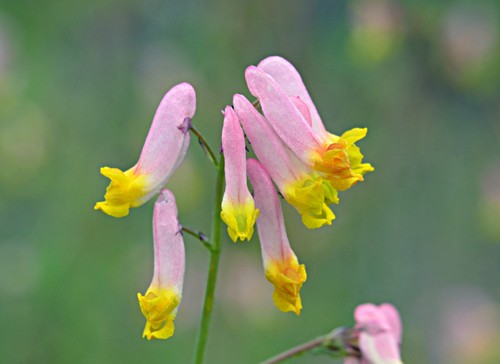 Capnoides sempervirens - PictureThis