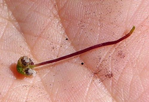 Picturethis - (Asterella) Asterella