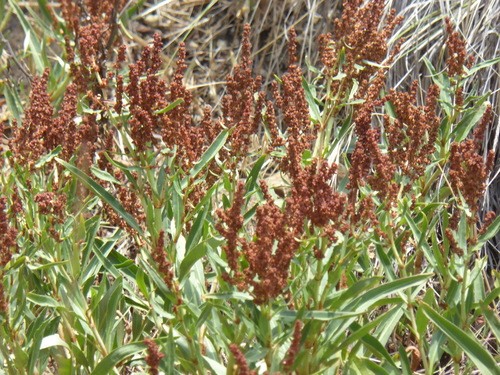 Romaza de california (Rumex californicus) - PictureThis