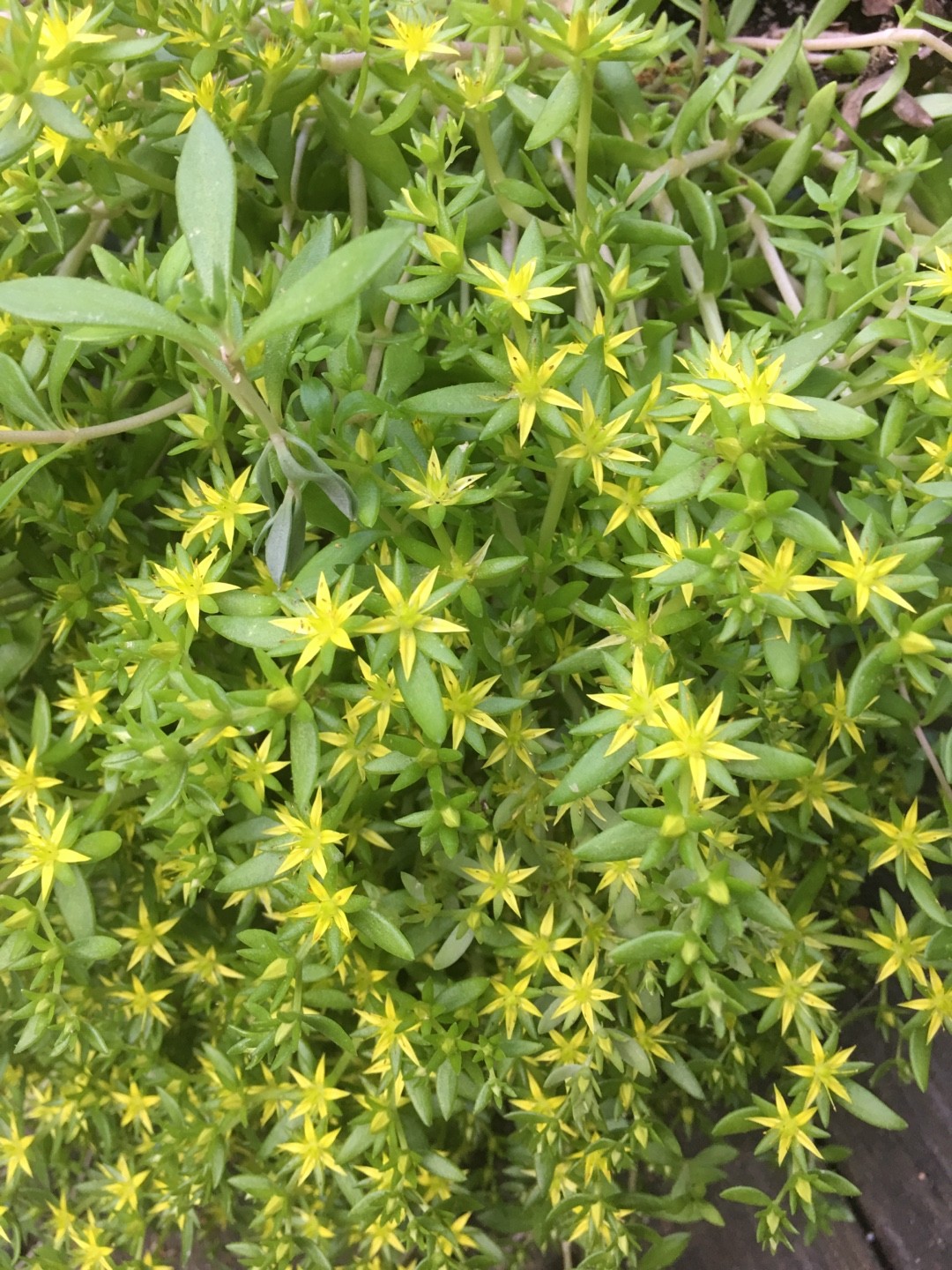 Le sedum bulbiferum -il toujours vert? - PictureThis