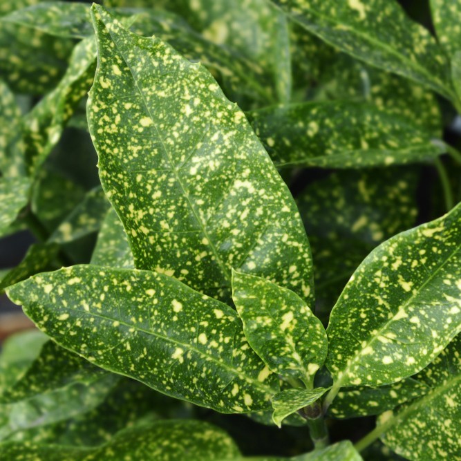 Aucuba japonica 'Crotonifolia' - PictureThis