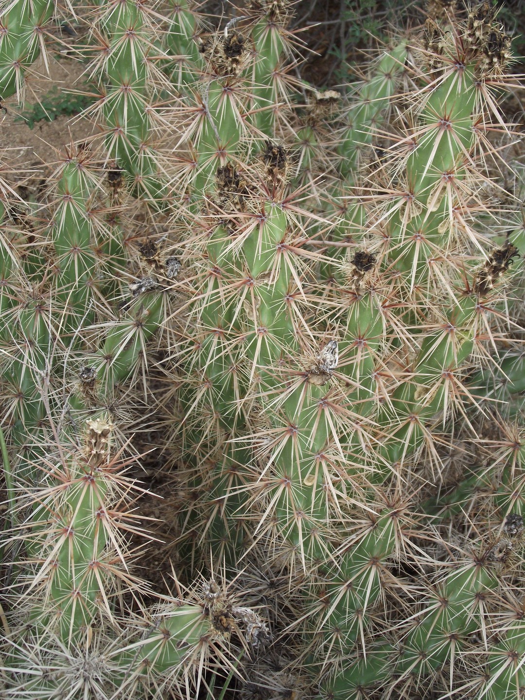 Grusonia emoryi - PictureThis