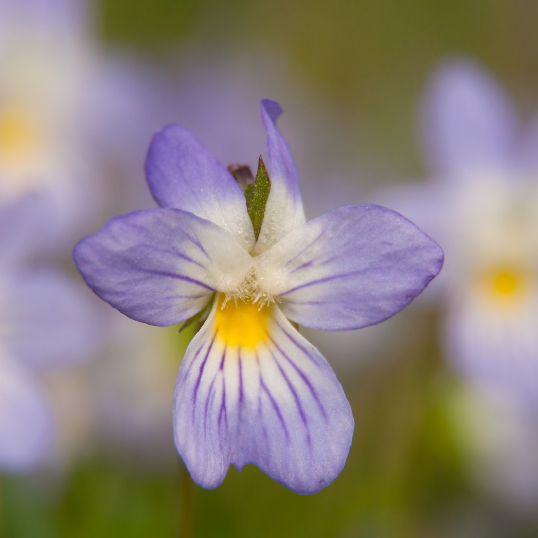 Violette de rafinesque (Viola bicolor) - Picturethis