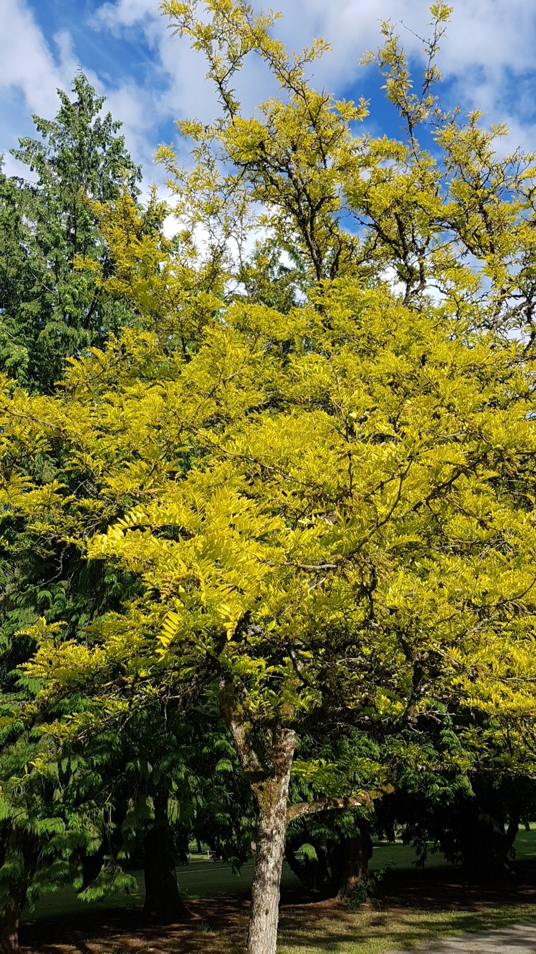 Gleditsia triacanthos 'Sunburst' - PictureThis