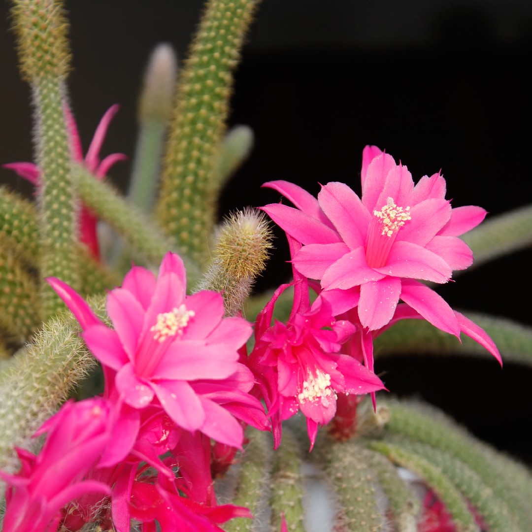 Cola de rata (Aporocactus flagelliformis) - PictureThis