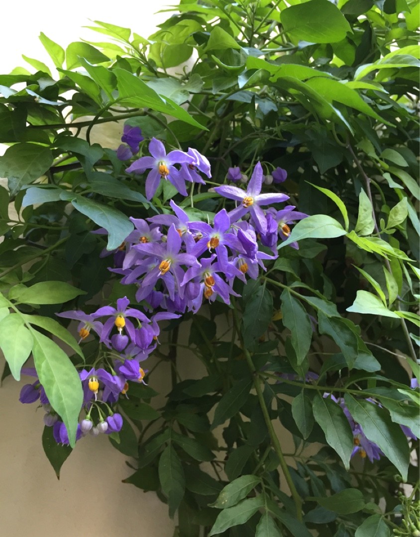 Piocha (Solanum seaforthianum) - PictureThis