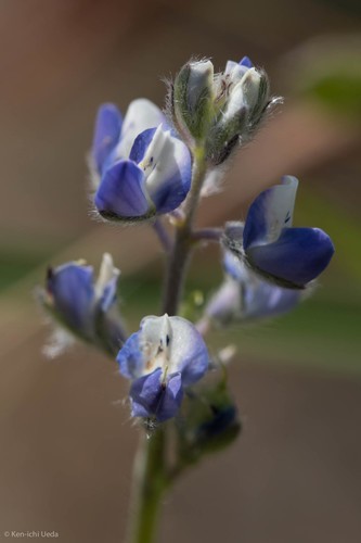 Lupinus polycarpus - PictureThis