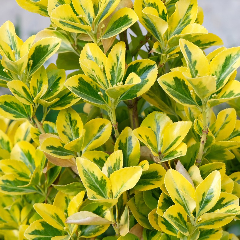Trzmielina japońska (Euonymus japonicus) Przewodnik po pielęgnacji ...