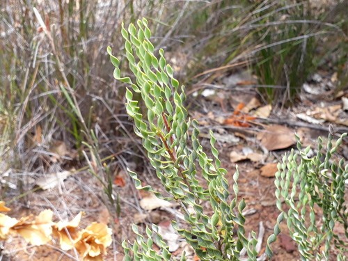 Persoonia helix - PictureThis