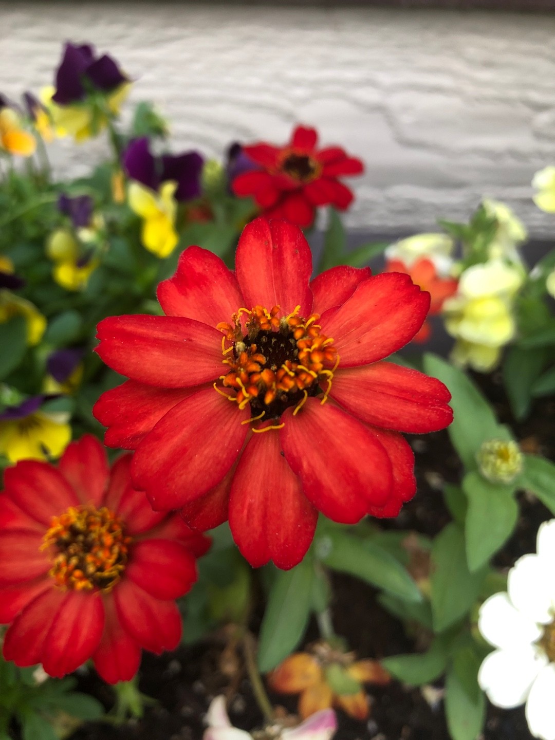 Zinnia marylandica 'Zahara Raspberry' - PictureThis