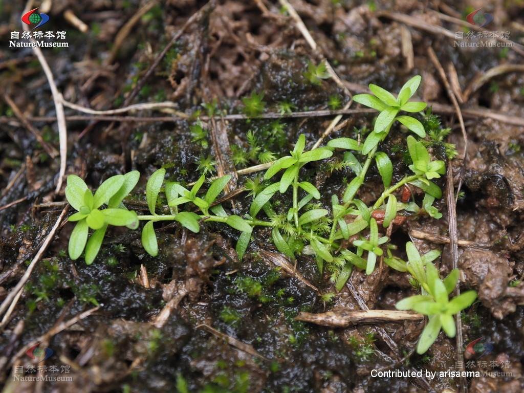 Callitriche - PictureThis