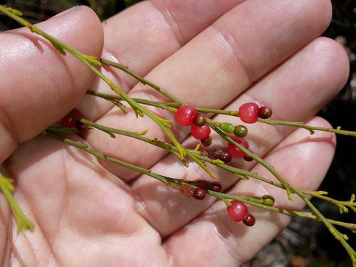Exocarpos sparteus - PictureThis