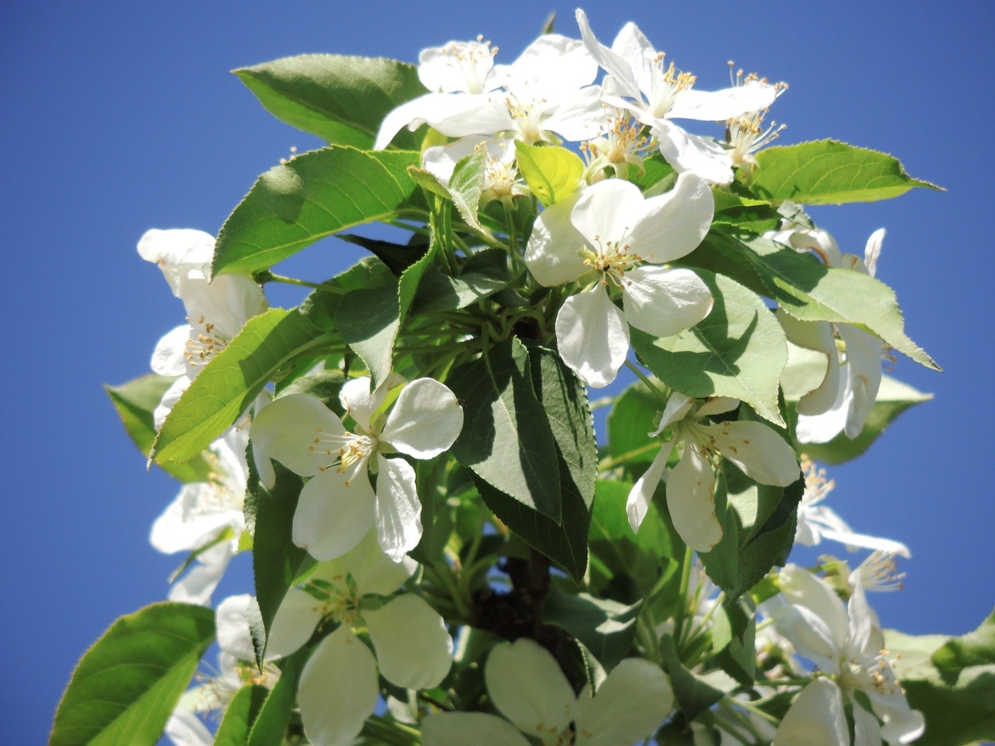 Manchurian crab apple (Malus mandshurica) Flower, Leaf, Uses - PictureThis
