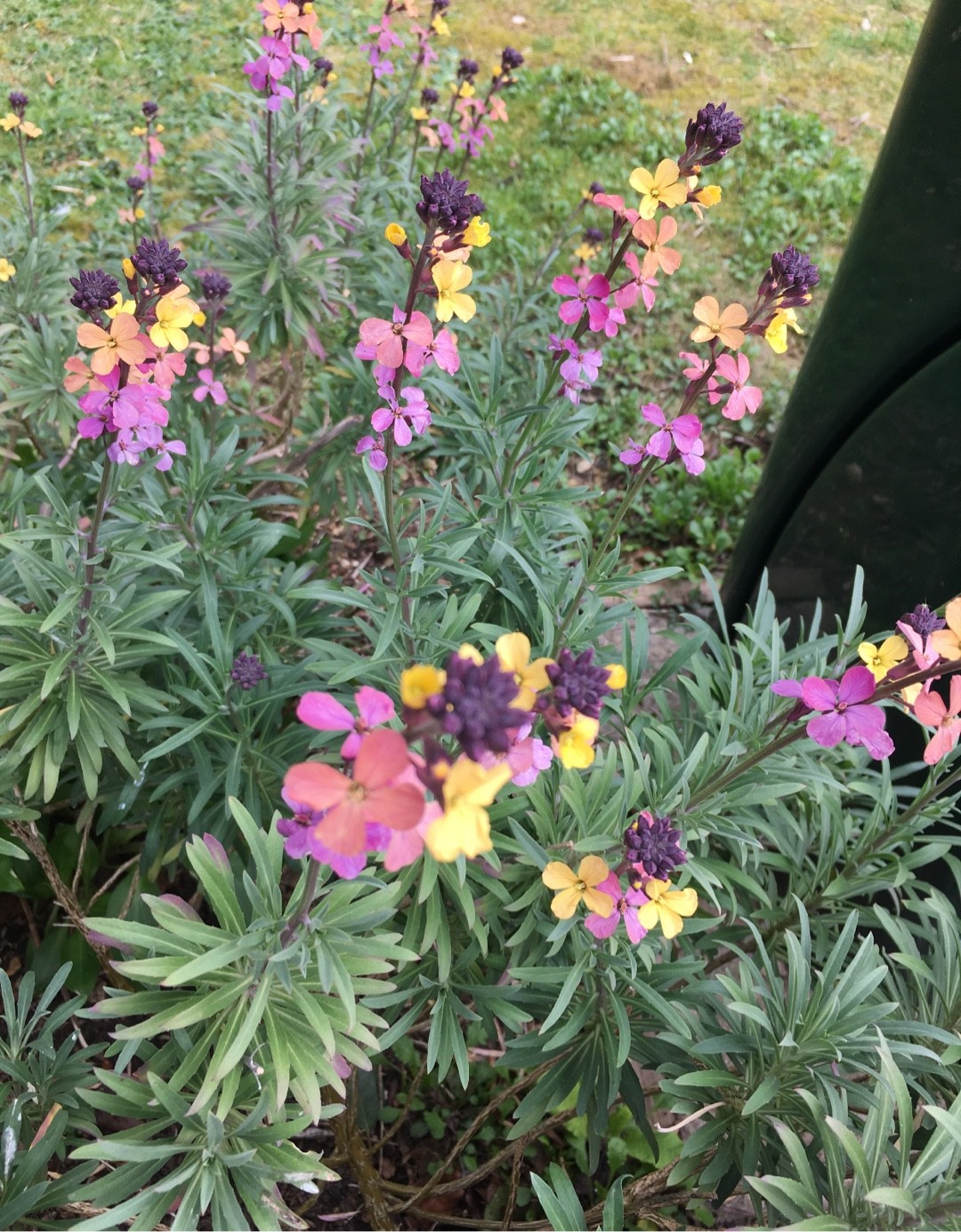 Erysimum (Erysimum) - PictureThis