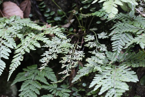 Asplenium wilfordii - PictureThis