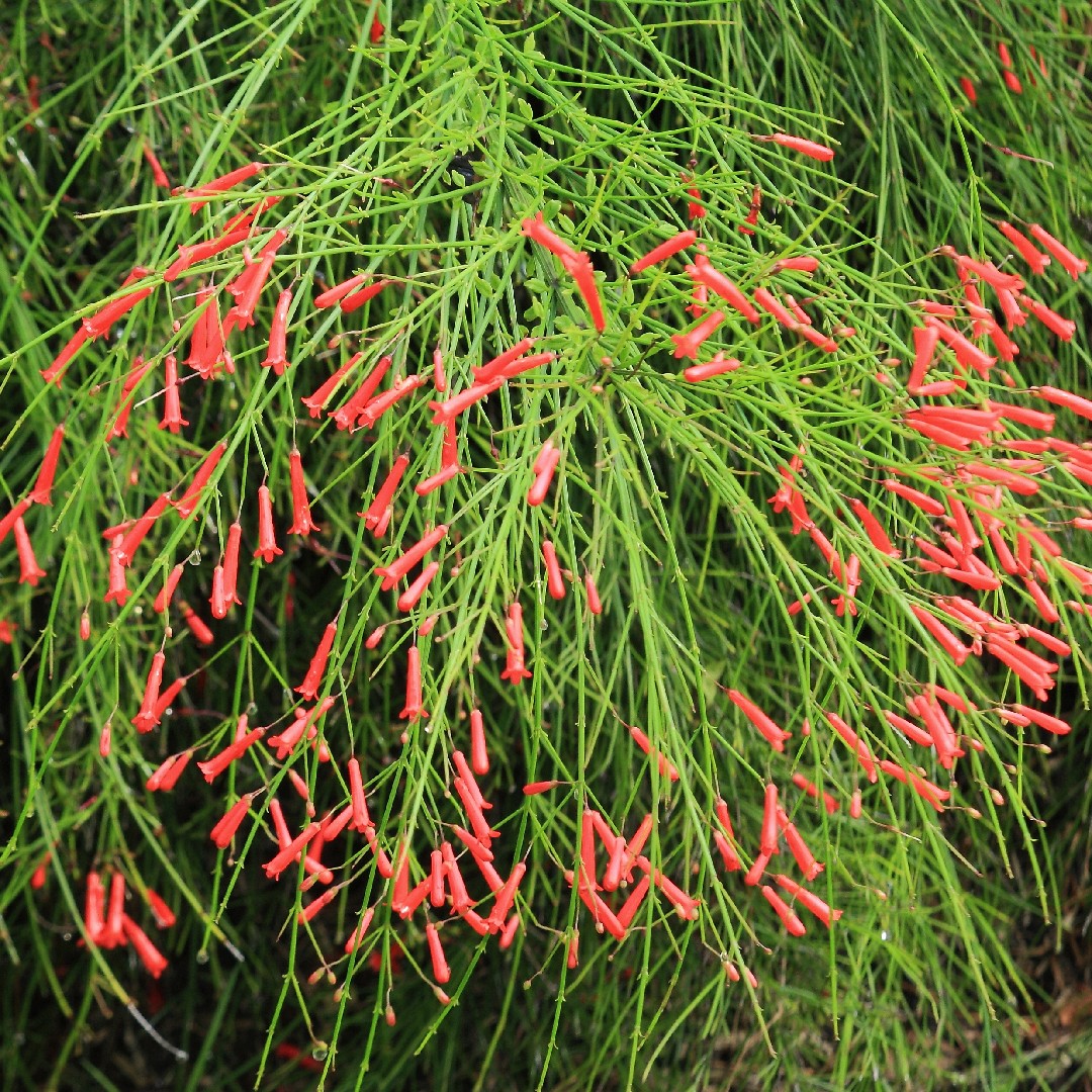Русселия хвощевидная (Russelia equisetiformis) - PictureThis