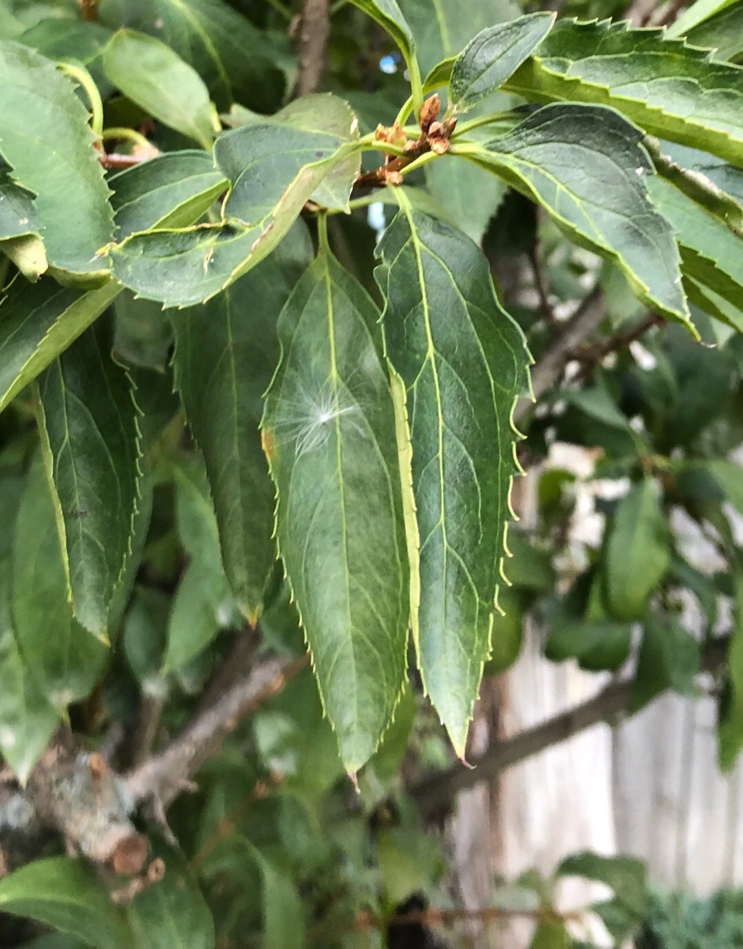 Europäischer Zürgelbaum (Celtis australis) - PictureThis