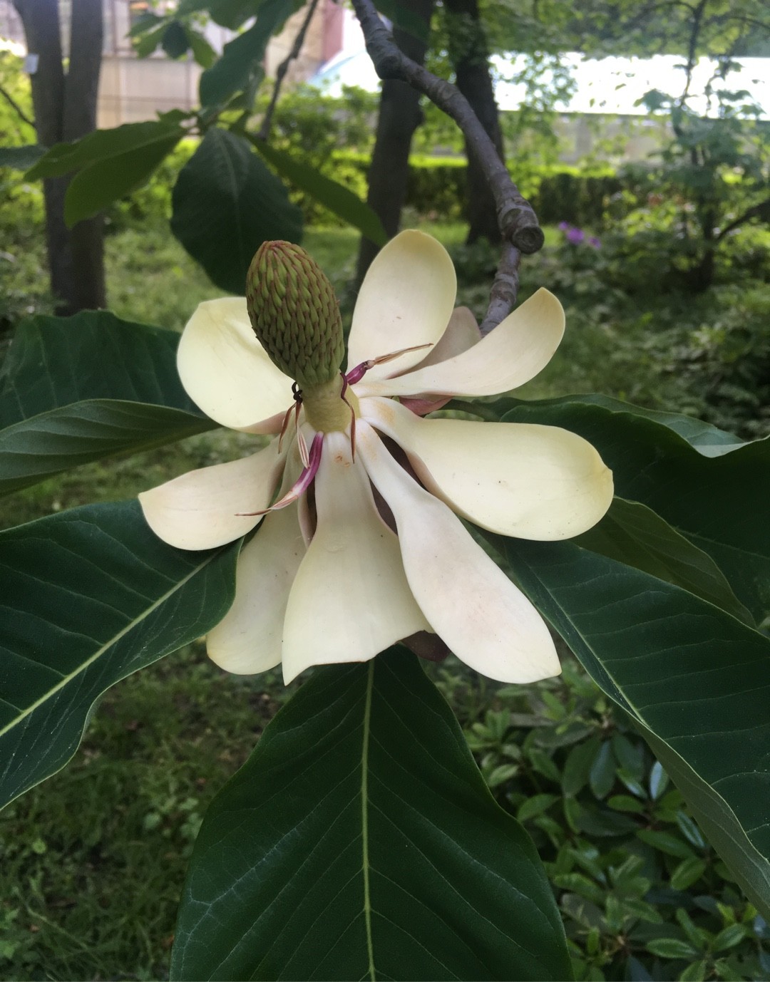 Magnolia (Magnolia) - PictureThis