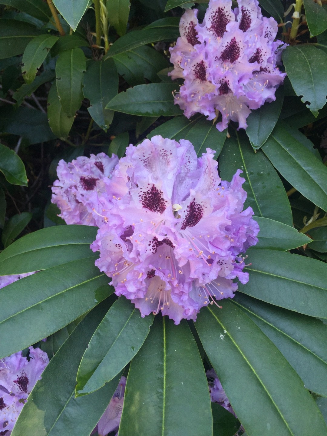 Rhododendron 'Blue Peter' (Rhododendron 'Blue Peter') - PictureThis