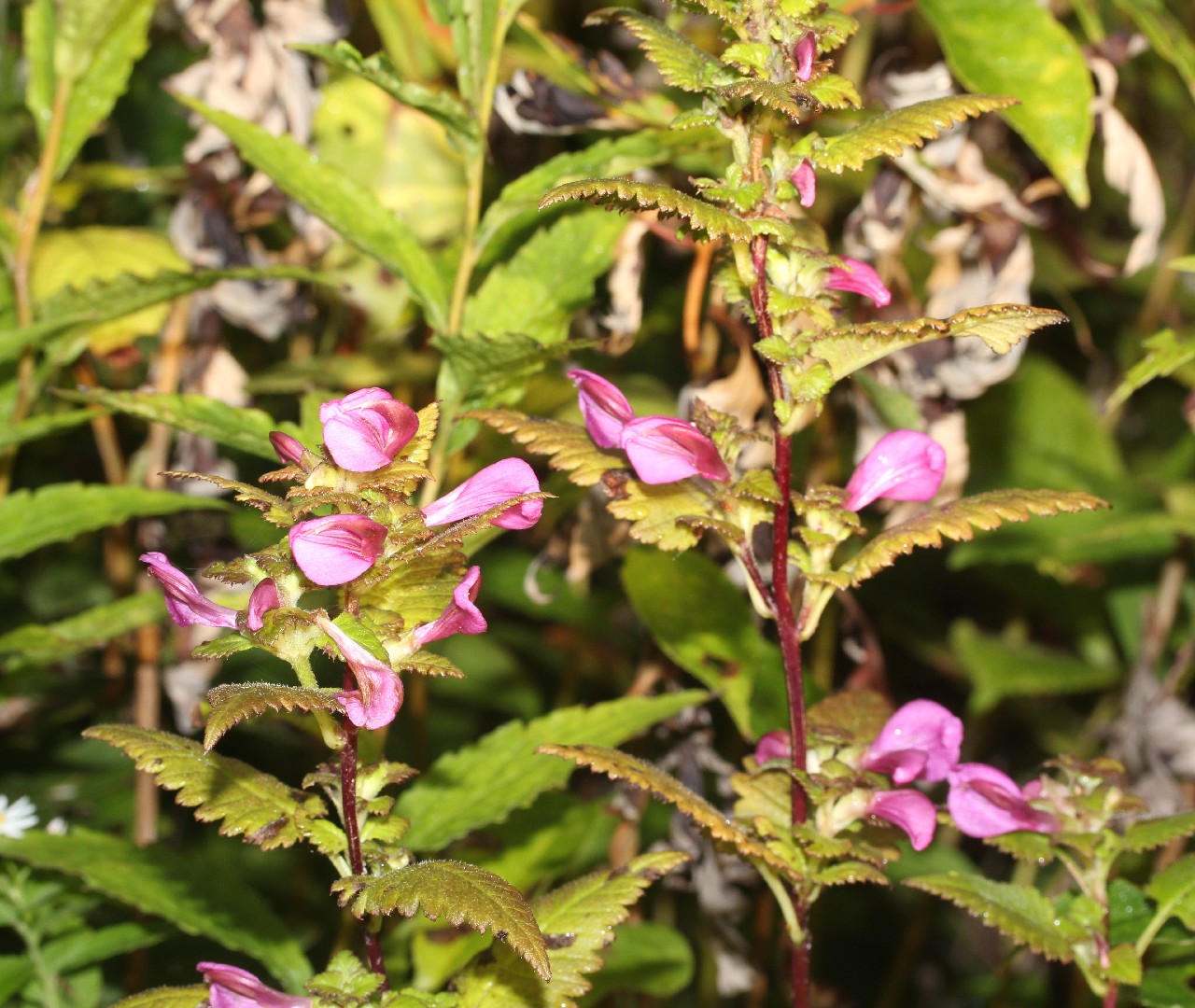 Pedicularis (Pedicularis) - PictureThis