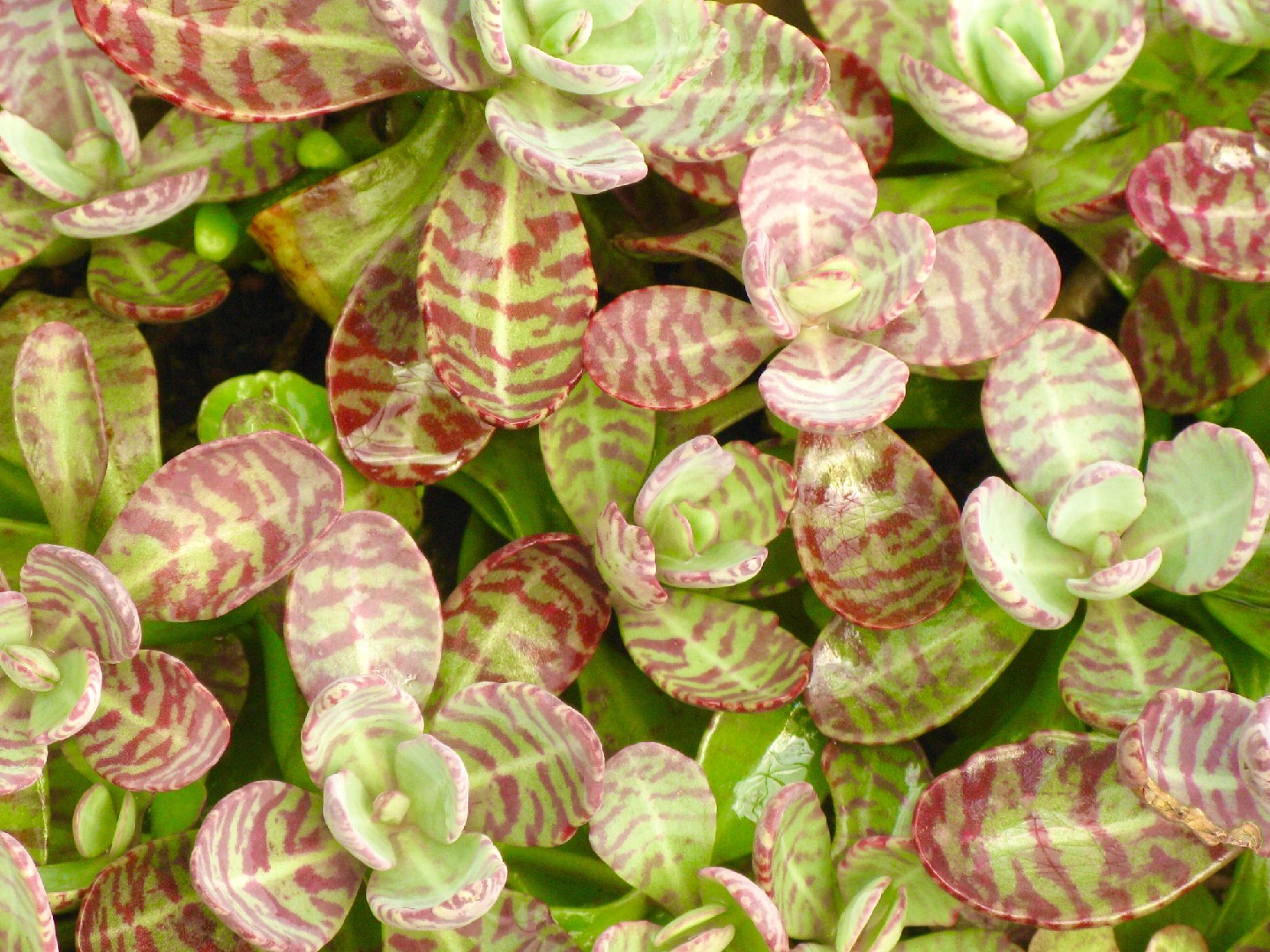 Kalanchoe humilis - PictureThis