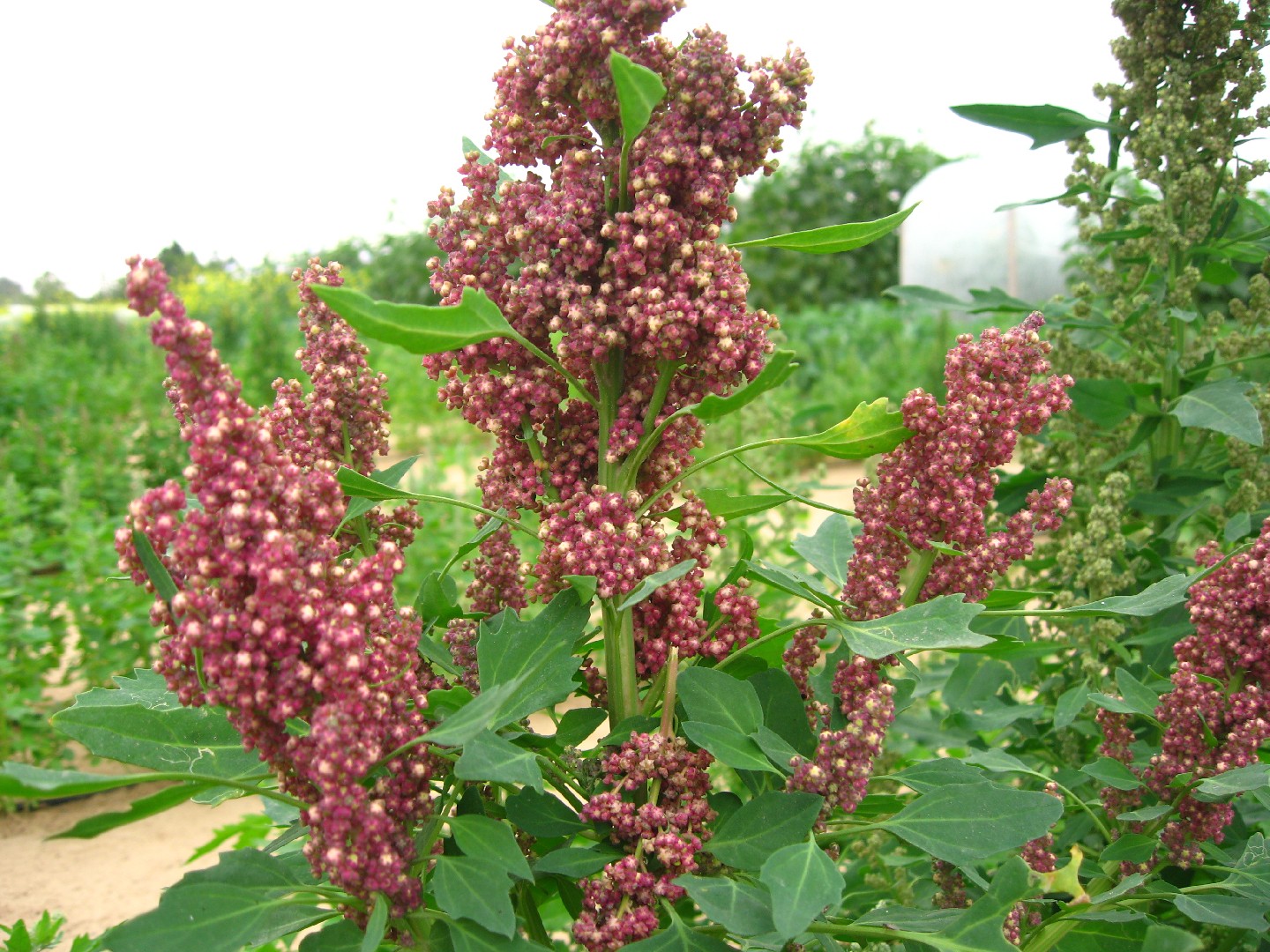 Chenopodium (Chenopodium) - PictureThis