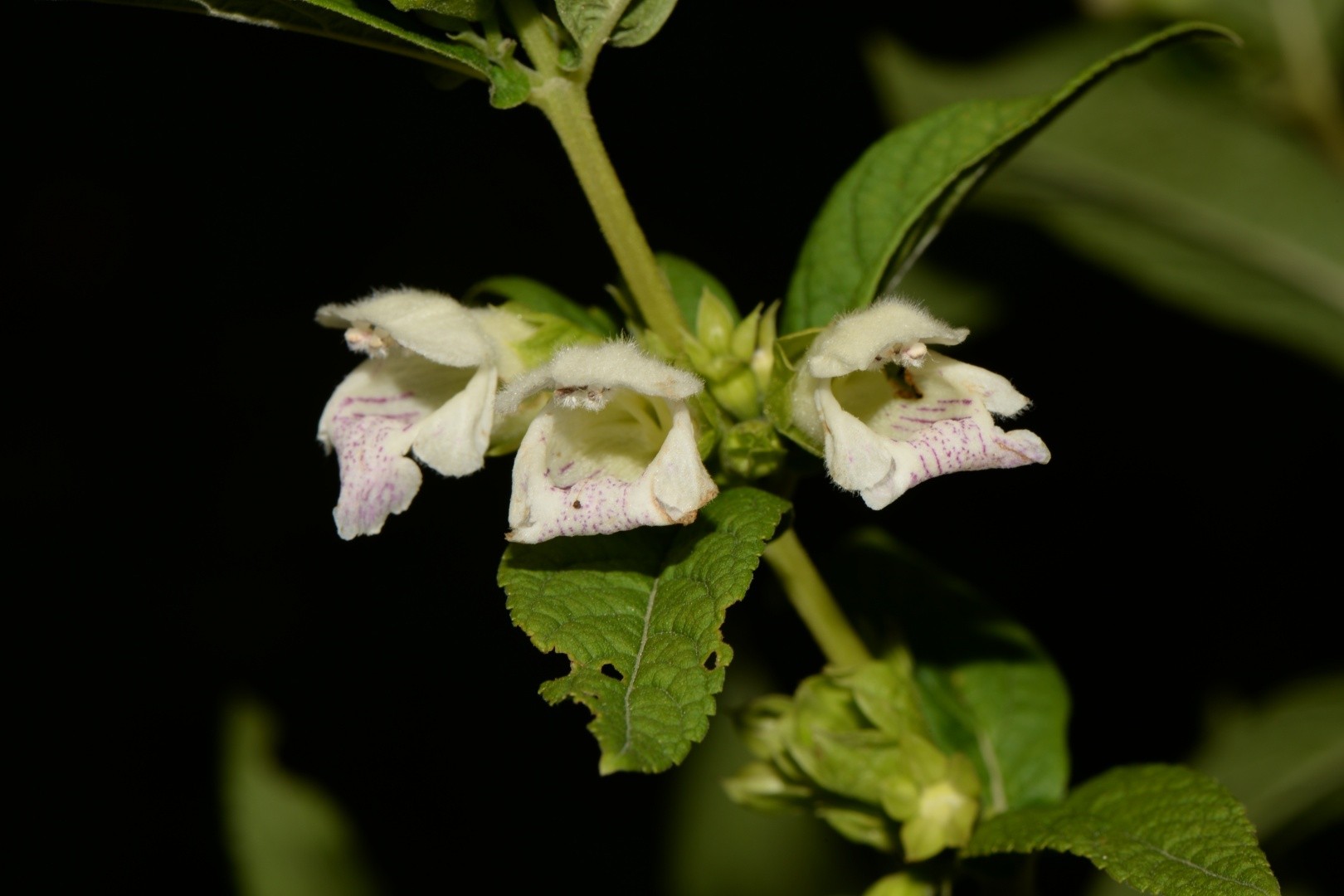 Chelonopsis - PictureThis