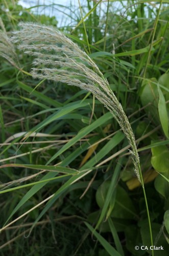 Digitaria insularis (Digitaria insularis) - PictureThis