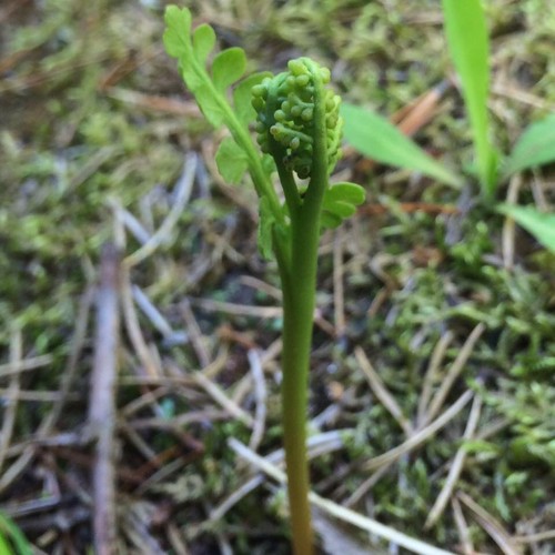 Botrychium michiganense - PictureThis