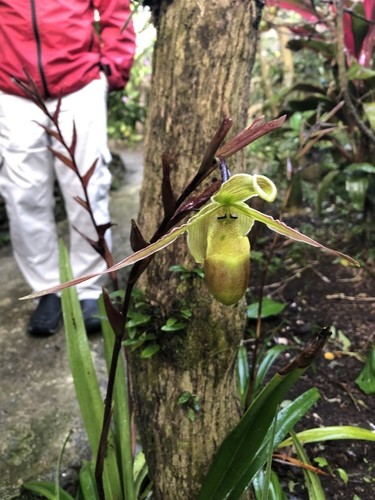 Phragmipedium longifolium - PictureThis