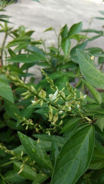Ohwia caudata Flower, Leaf, Uses - PictureThis