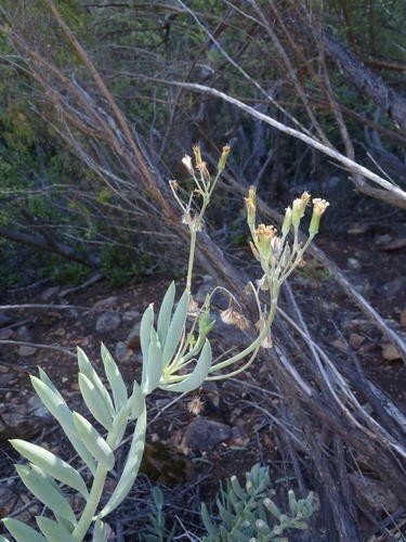 Curio ficoides - PictureThis