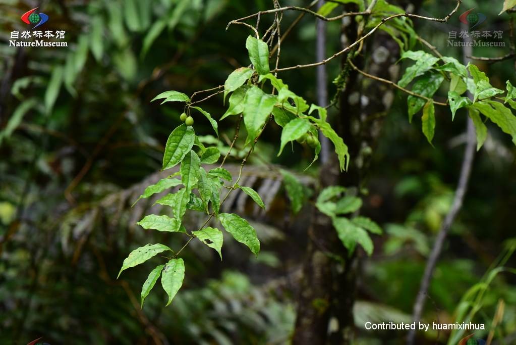 Gardneria multiflora - PictureThis